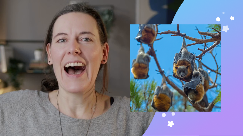 Streams Video • Chatterbug